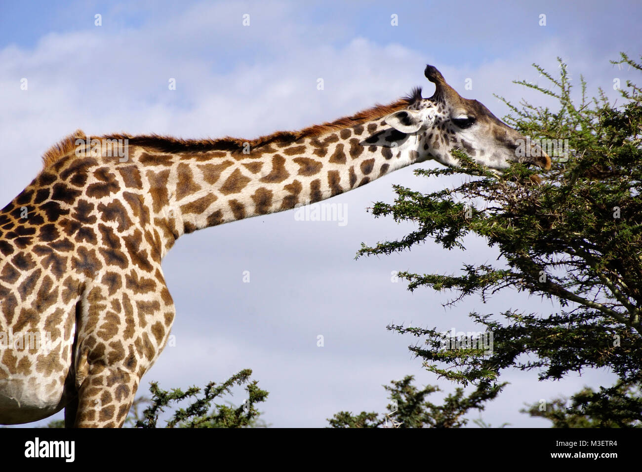 Giraffe biting on thorn tree in south Serengeti Plains of Tanzania ...