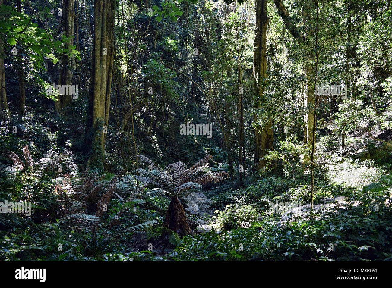 Rainforest in Bunya National Park, Queensland Australia Stock Photo - Alamy