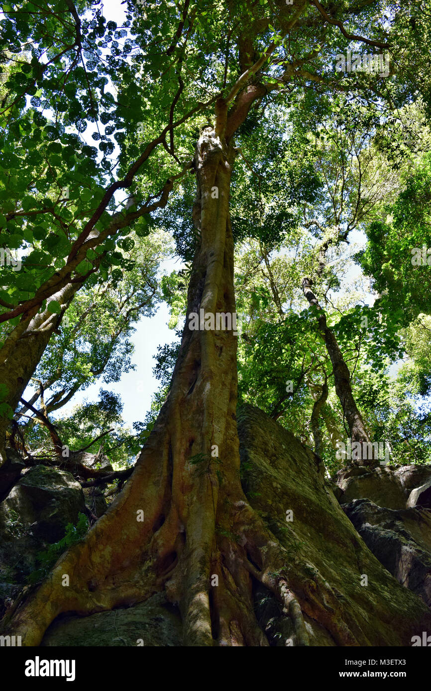 Huge rainforest tree in Bunya National Park, Queensland Australia Stock ...