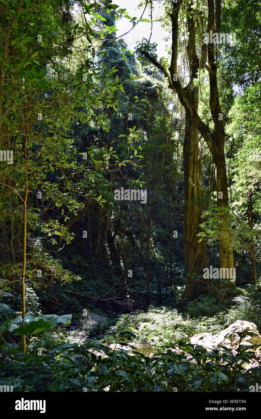Huge rainforest tree in Bunya National Park, Queensland Australia Stock ...