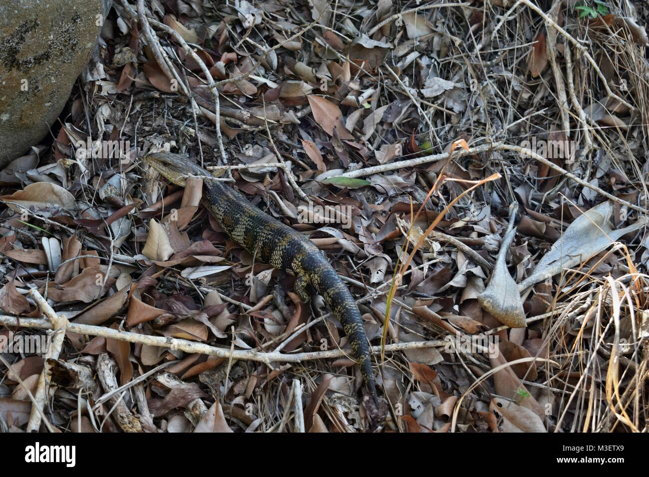 Wild lizard eastern blue tongue (Tiliqua scincoides) in Noosa National ...