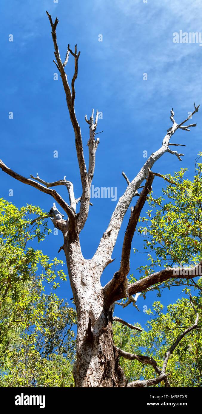 in australia outback the tree and leaf in the clear sky Stock Photo - Alamy