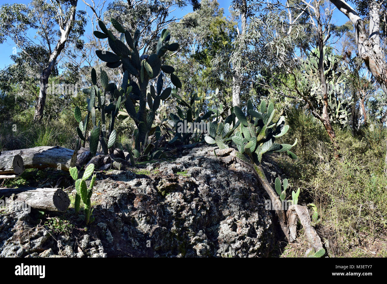 Opuntia sp. cactus plant growing in Bunya National Park, Queenisland ...