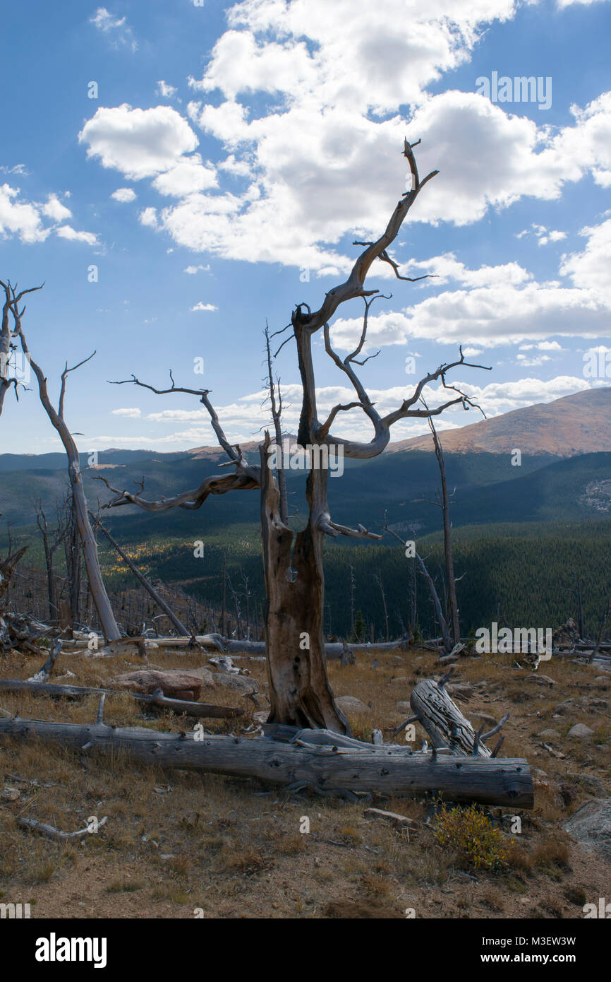 Spooky Tree in Mt Evans Burn Area Stock Photo - Alamy
