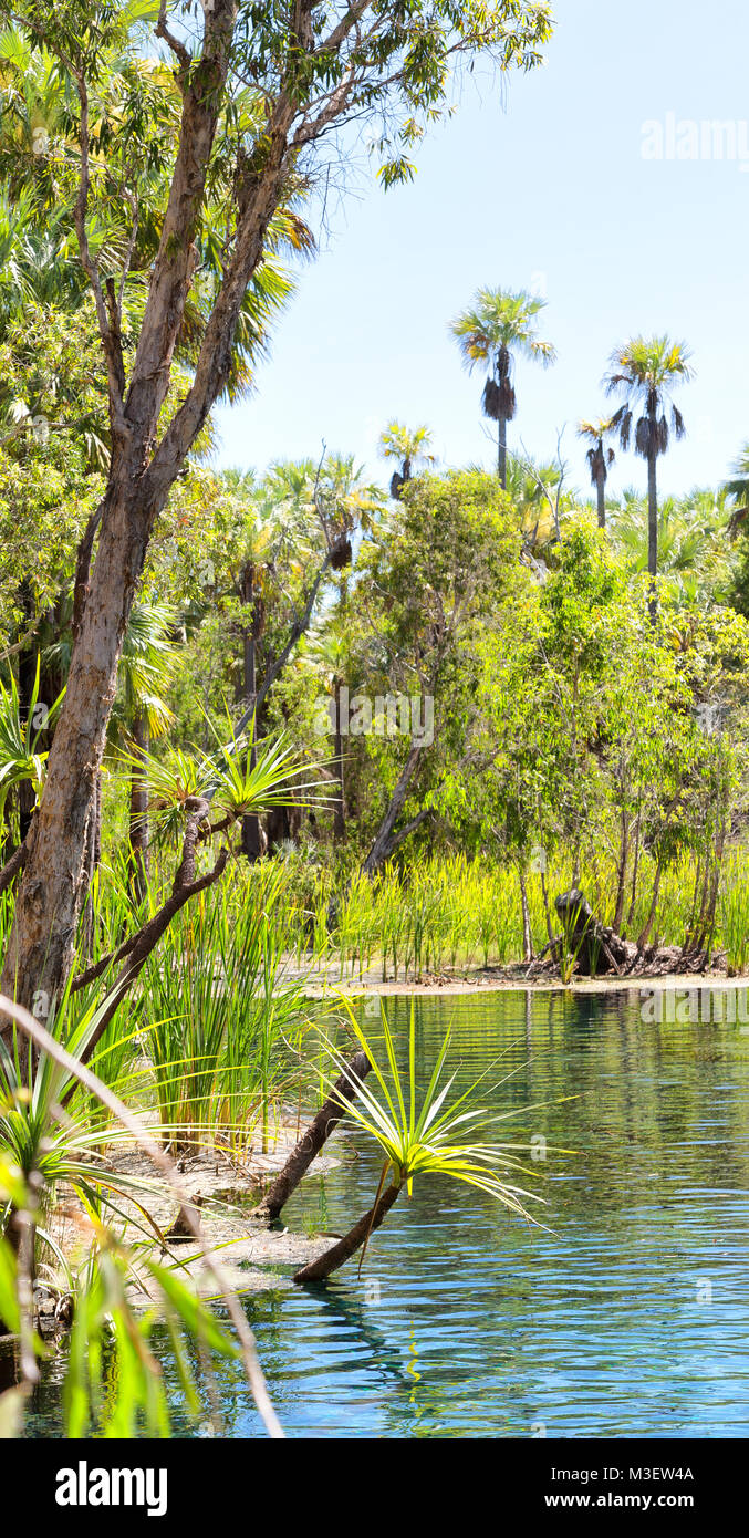 in australia mataranka river the palm and the lake in the nature Stock ...