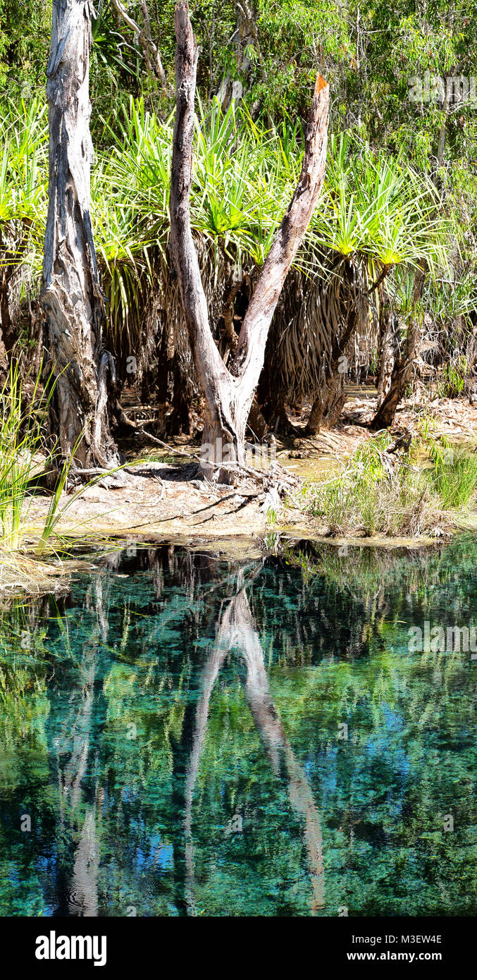 in australia mataranka river the palm and the lake in the nature Stock ...