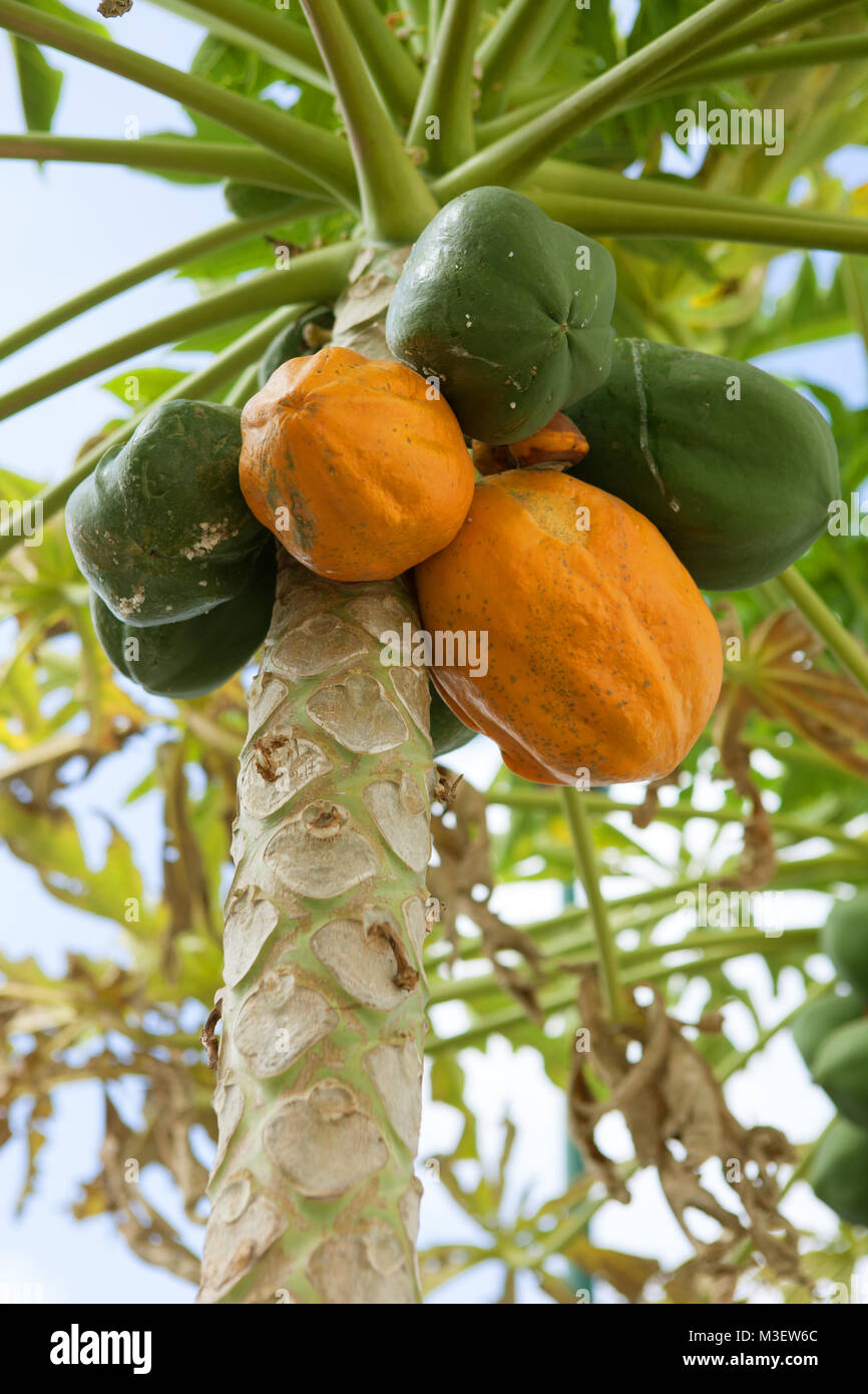 papaja tree with fruits Stock Photo - Alamy