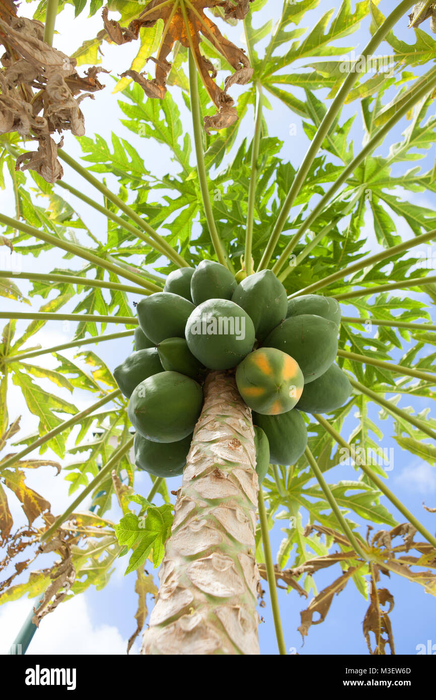papaja tree with fruits Stock Photo - Alamy