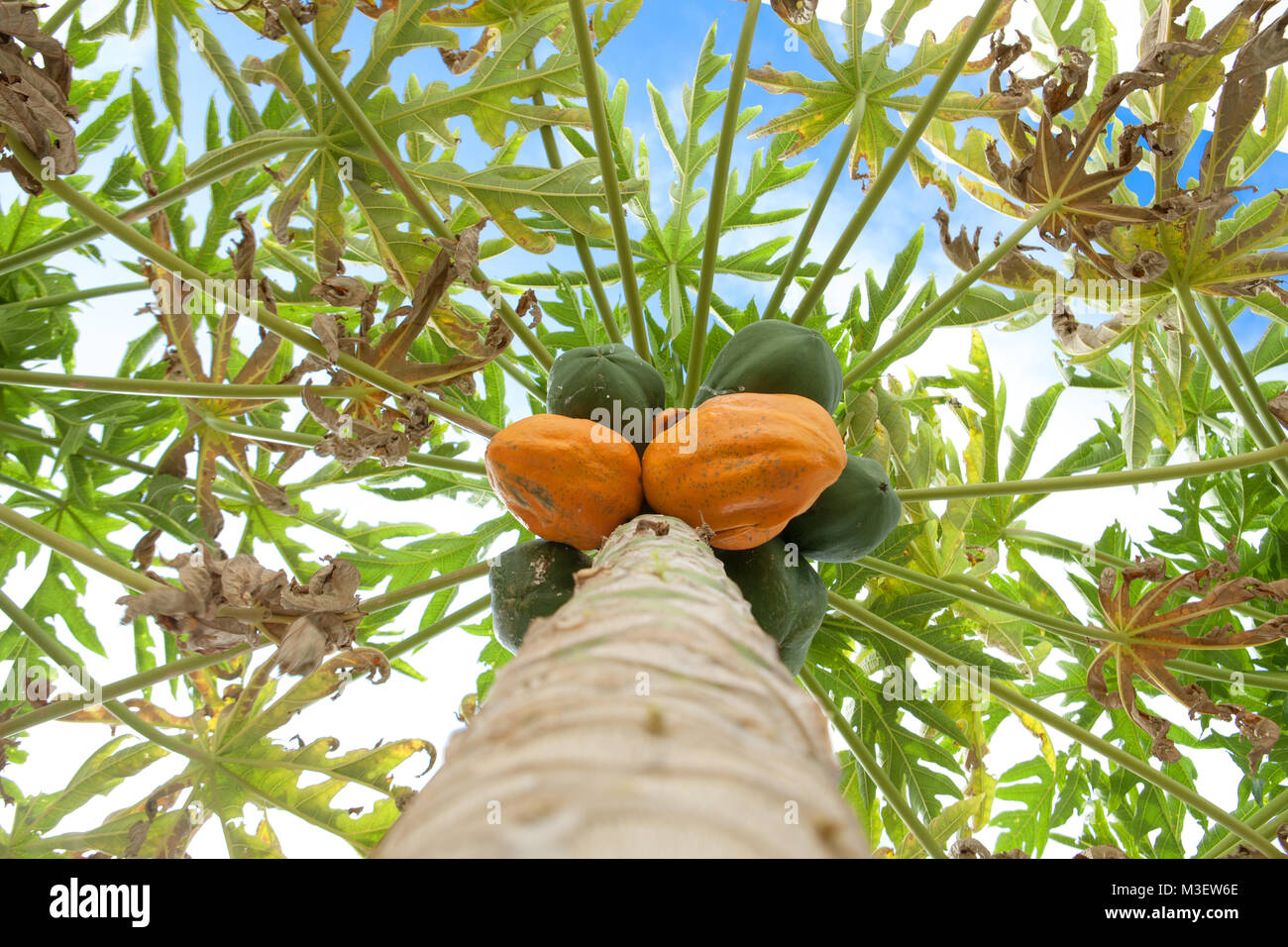 papaja tree with fruits Stock Photo - Alamy
