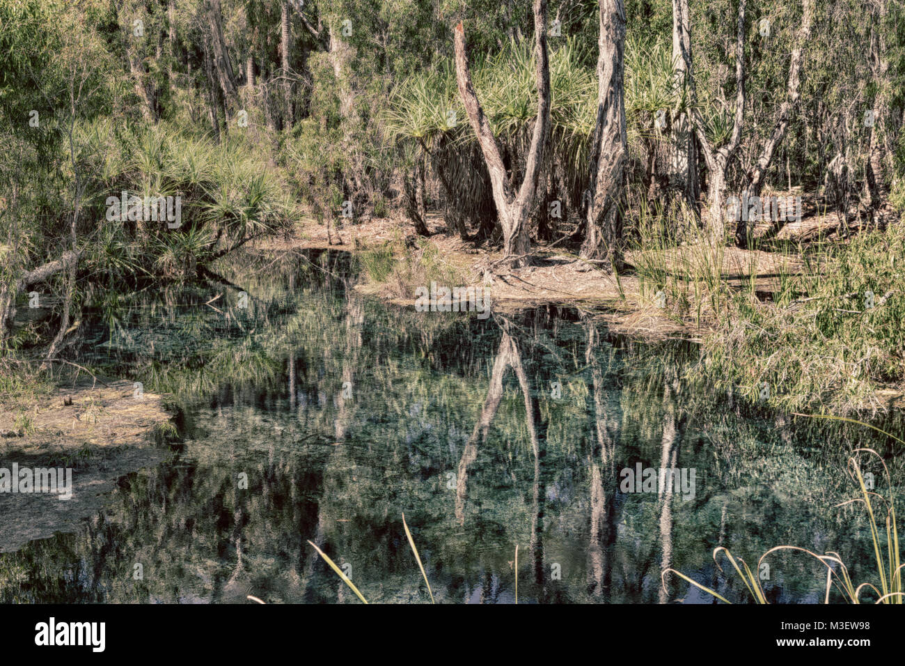 in australia mataranka river the palm and the lake in the nature Stock ...