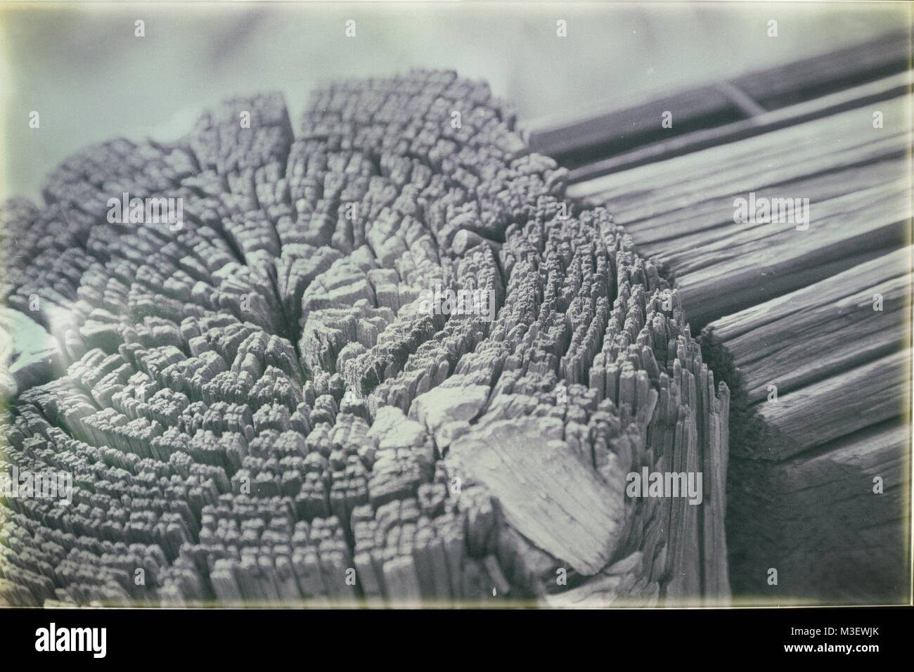 abstract texture of a surface tree like background grain Stock Photo ...