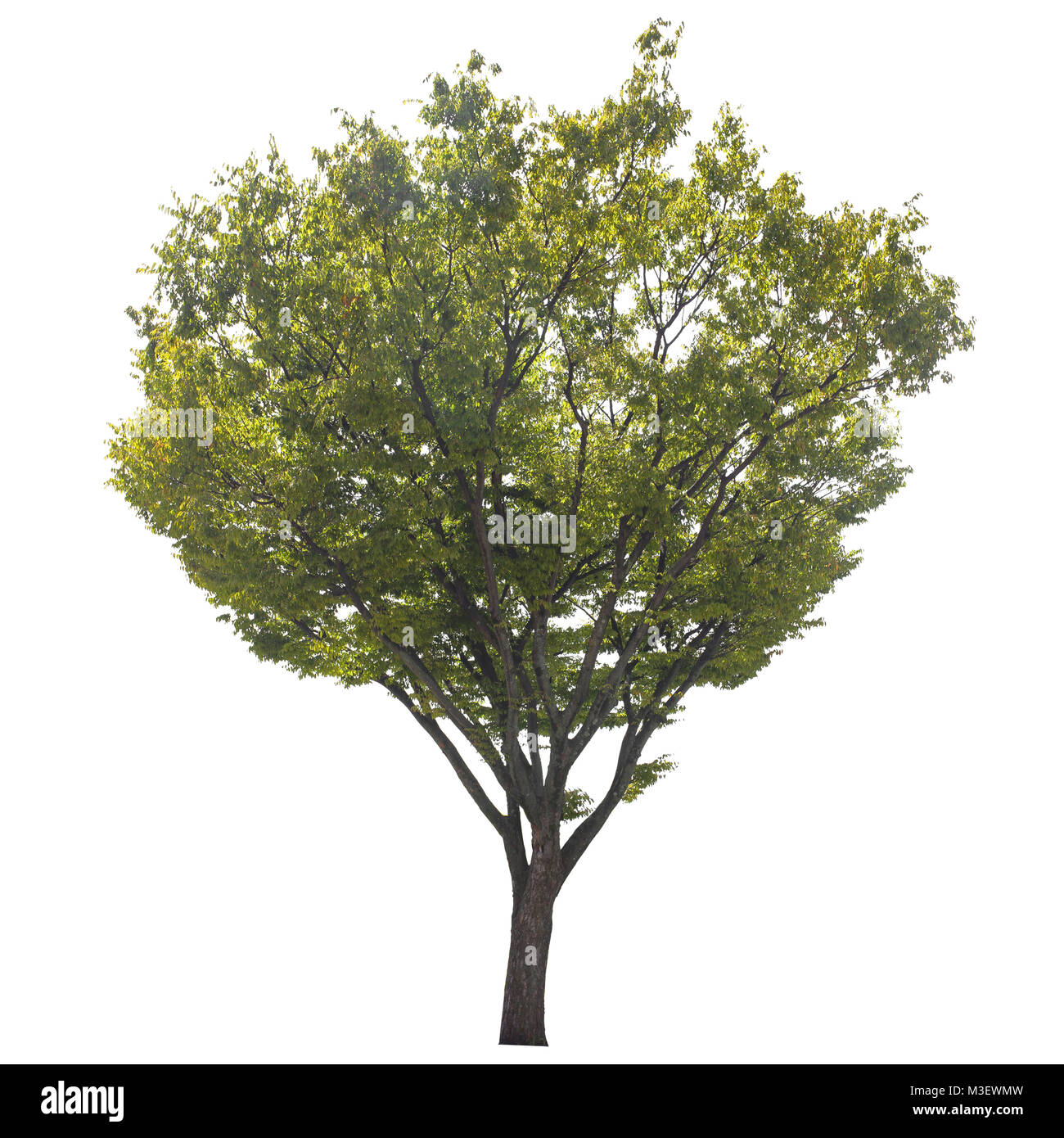 Tree with green leaves Stock Photo - Alamy