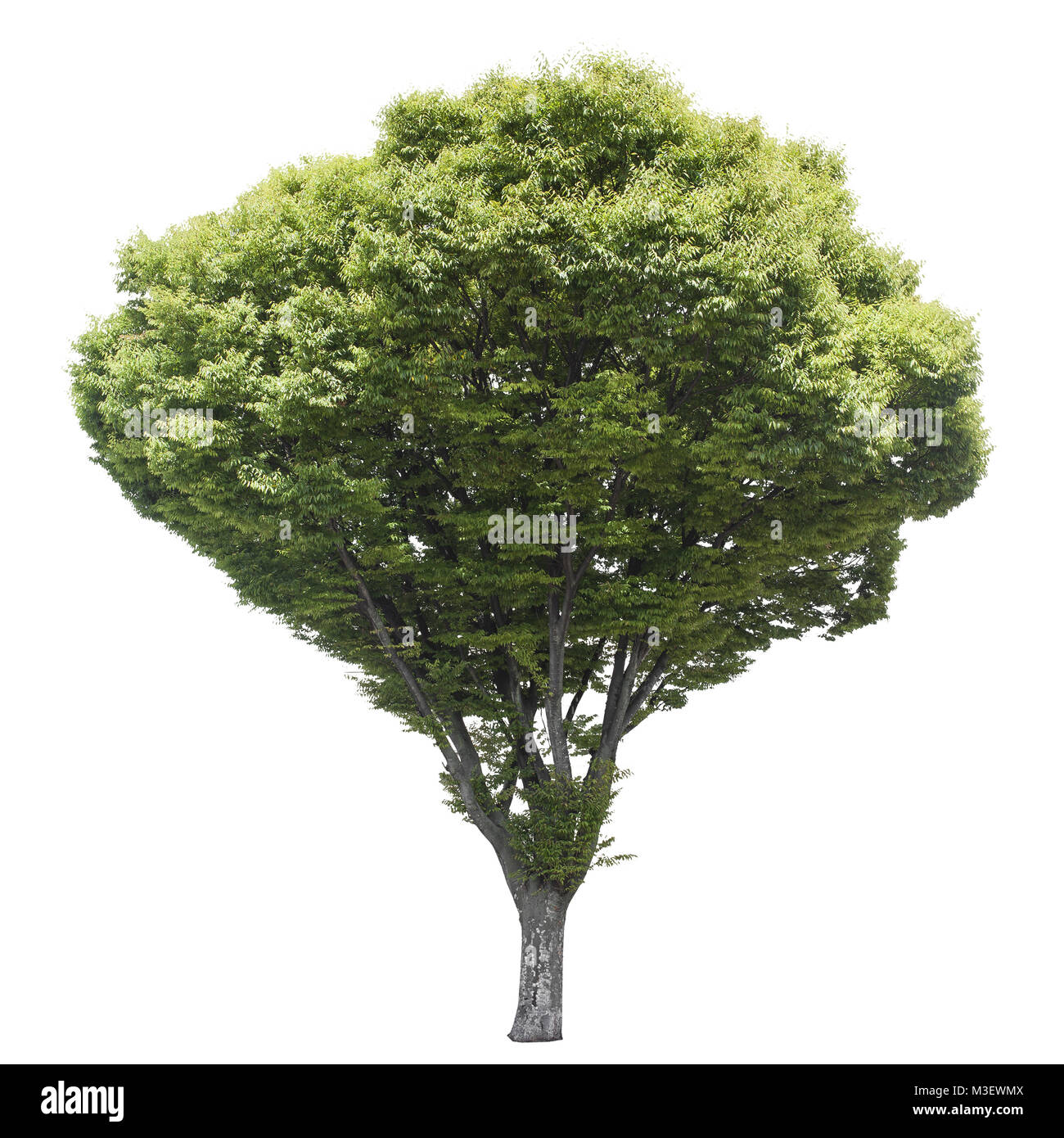 Tree with green leaves Stock Photo - Alamy