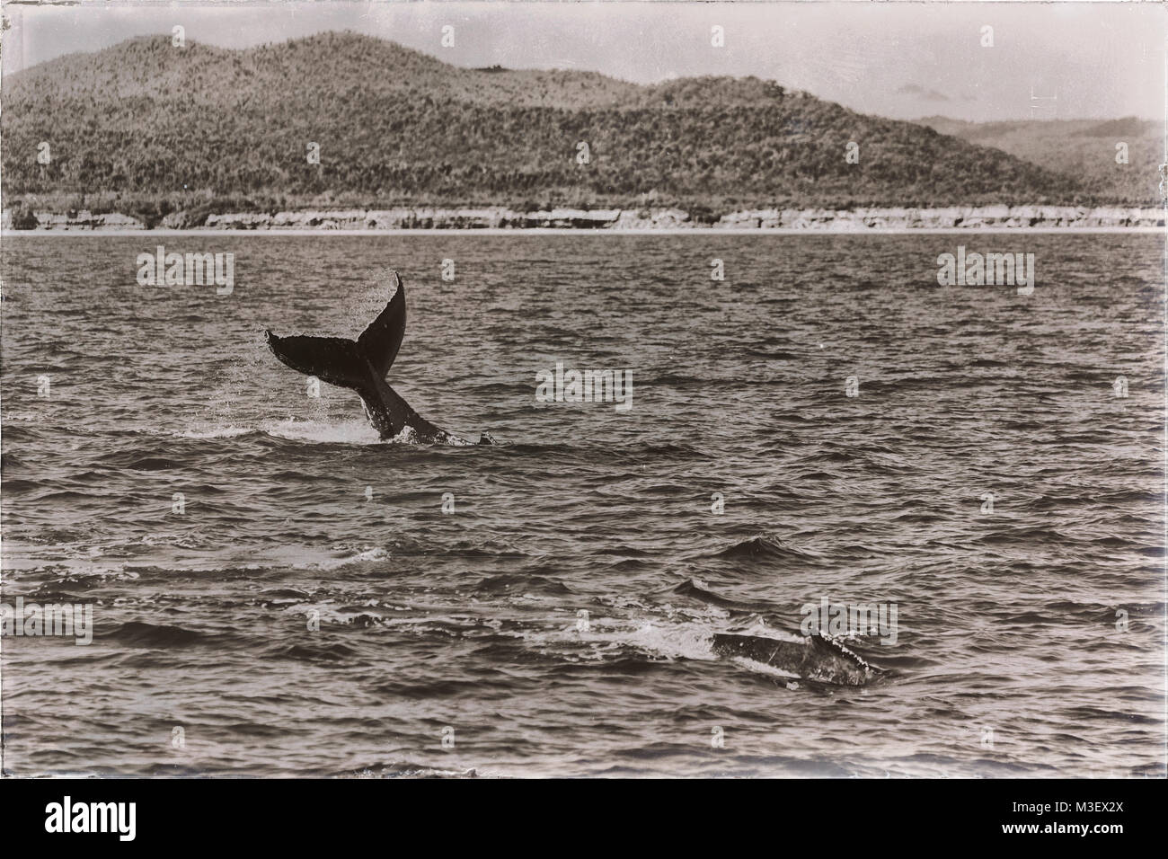 in australia a free whale in the ocean like concept of freedom Stock ...