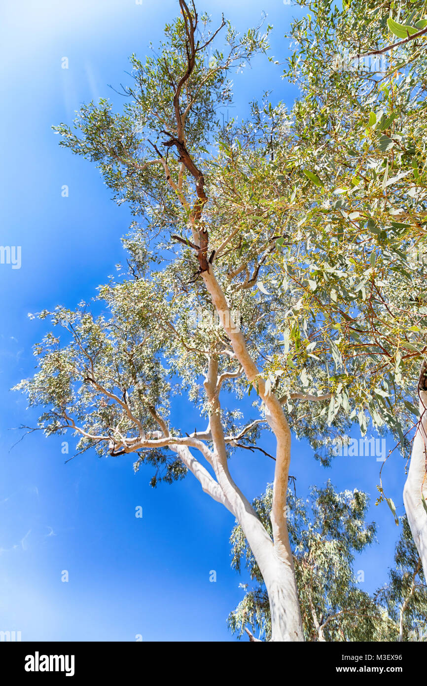 in australia outback the tree and leaf in the clear sky Stock Photo - Alamy
