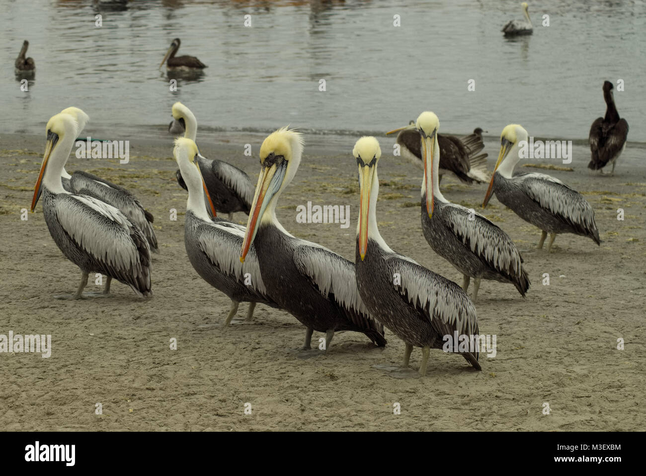 Peruvian Pelicans at Paracas City Port, Peru Stock Photo - Alamy