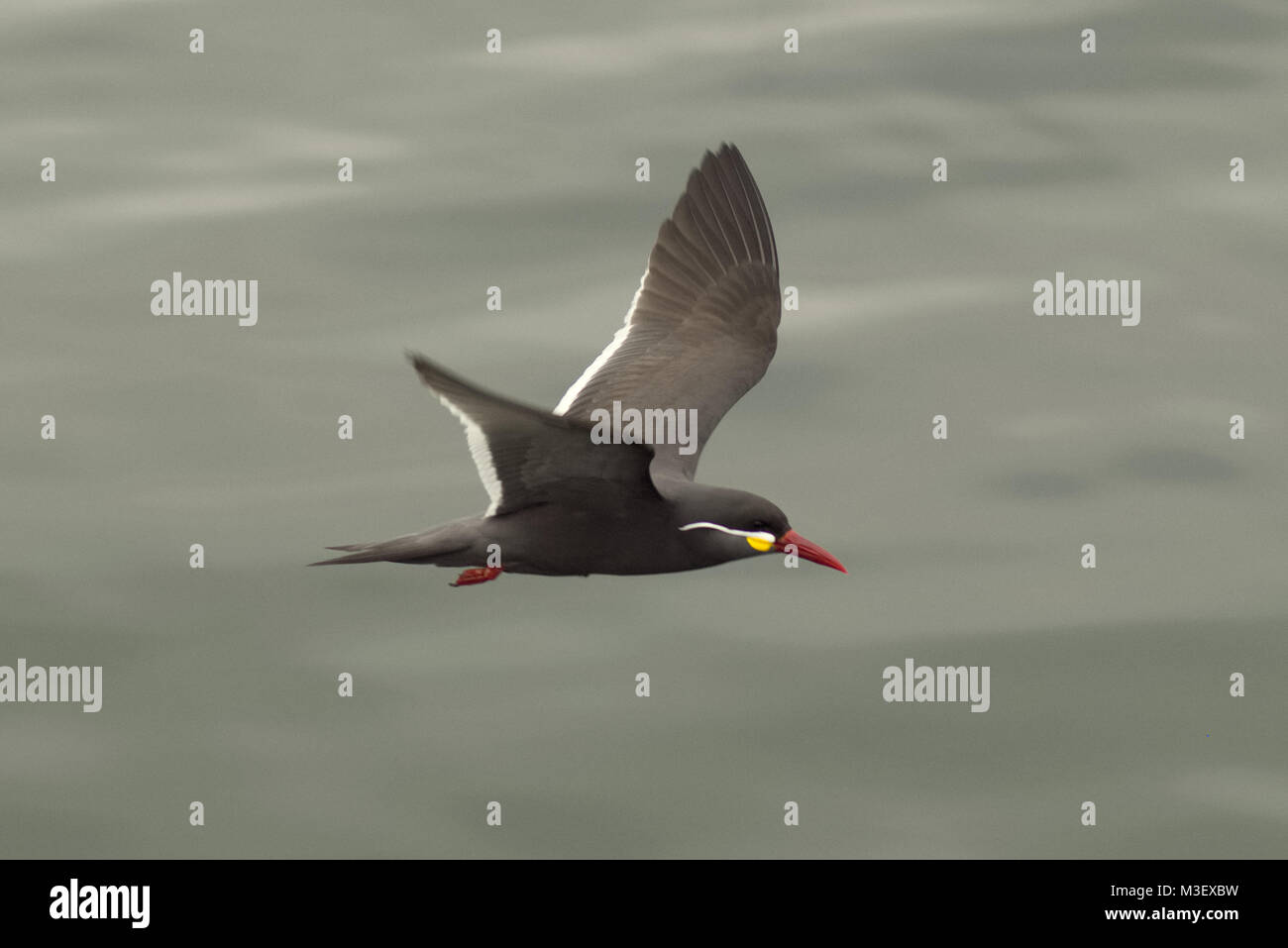 Zarcillo bird at Paracas City Port, Peru Stock Photo - Alamy