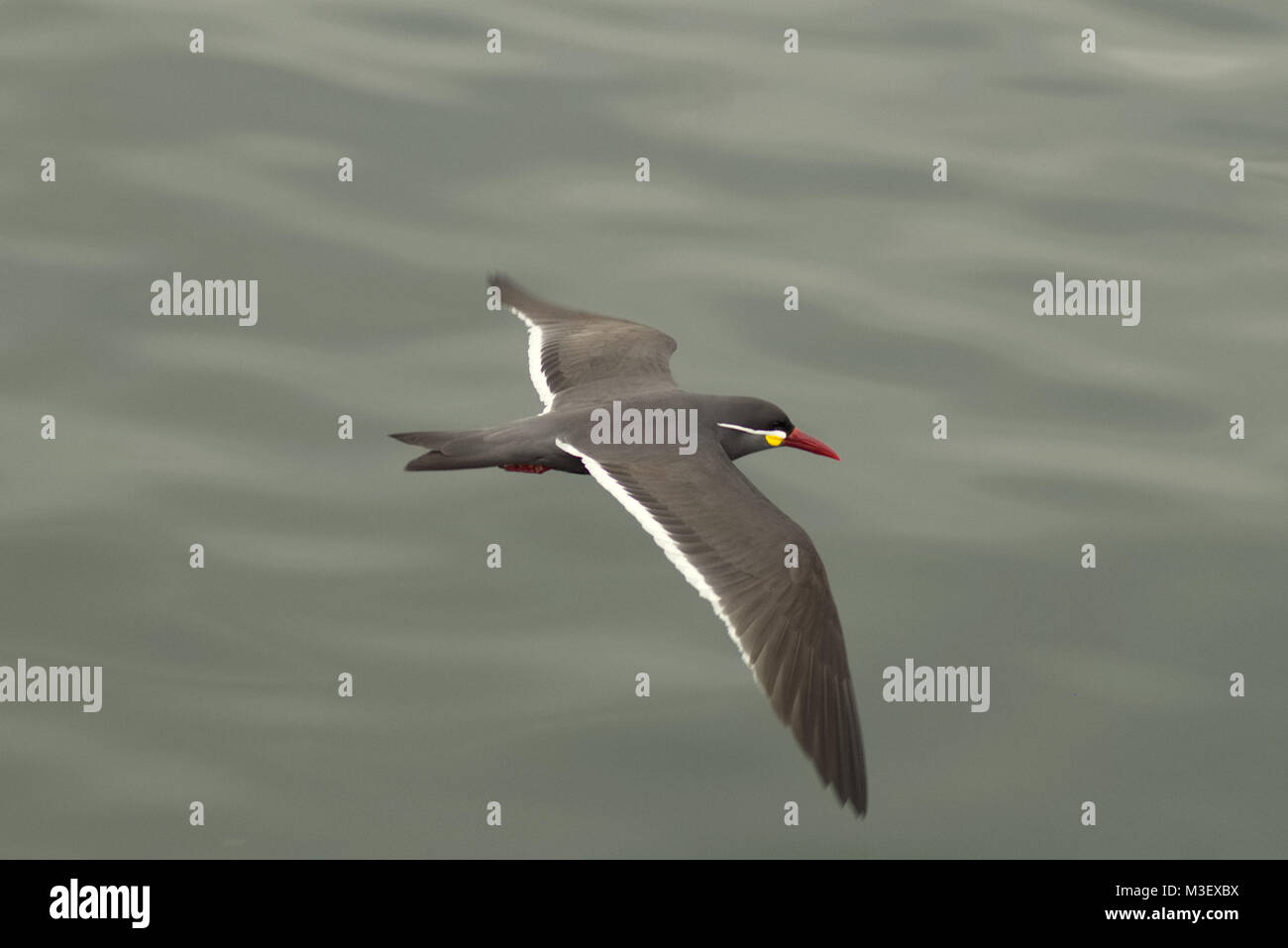 Zarcillo bird at Paracas City Port, Peru Stock Photo - Alamy