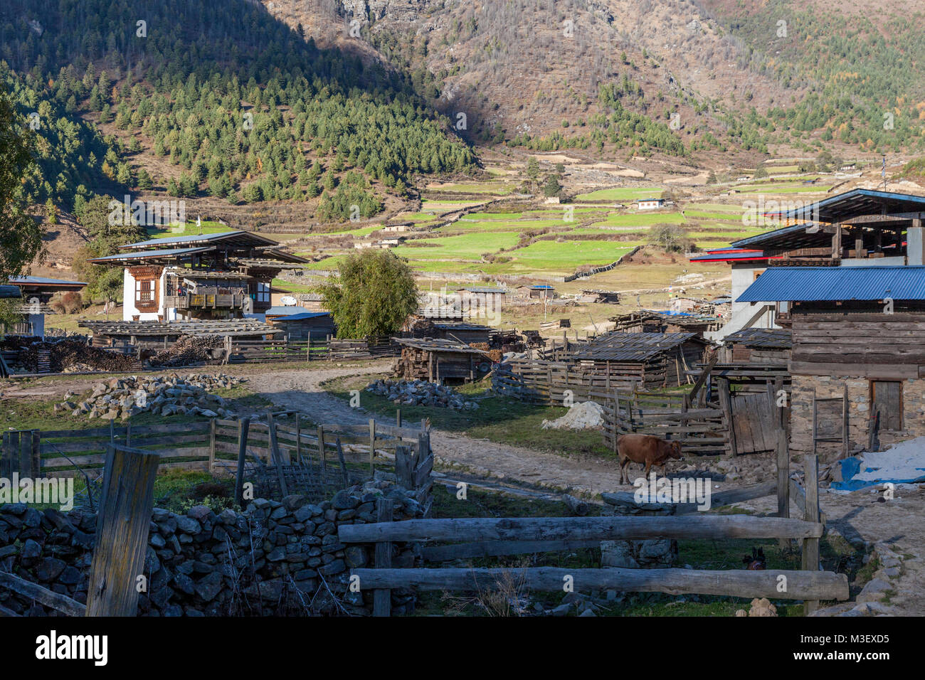 Phobjikha, Bhutan. Kikorthang Village Houses in Foreground, Fields in ...
