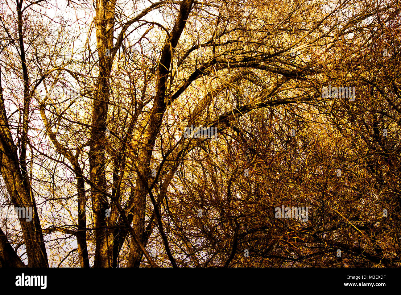 Trees turned golden in the sunlight Stock Photo - Alamy