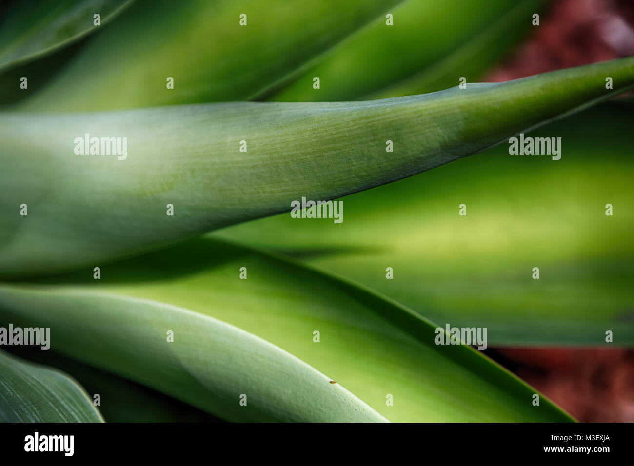 texture and close up of a leaf like abstract background Stock Photo - Alamy