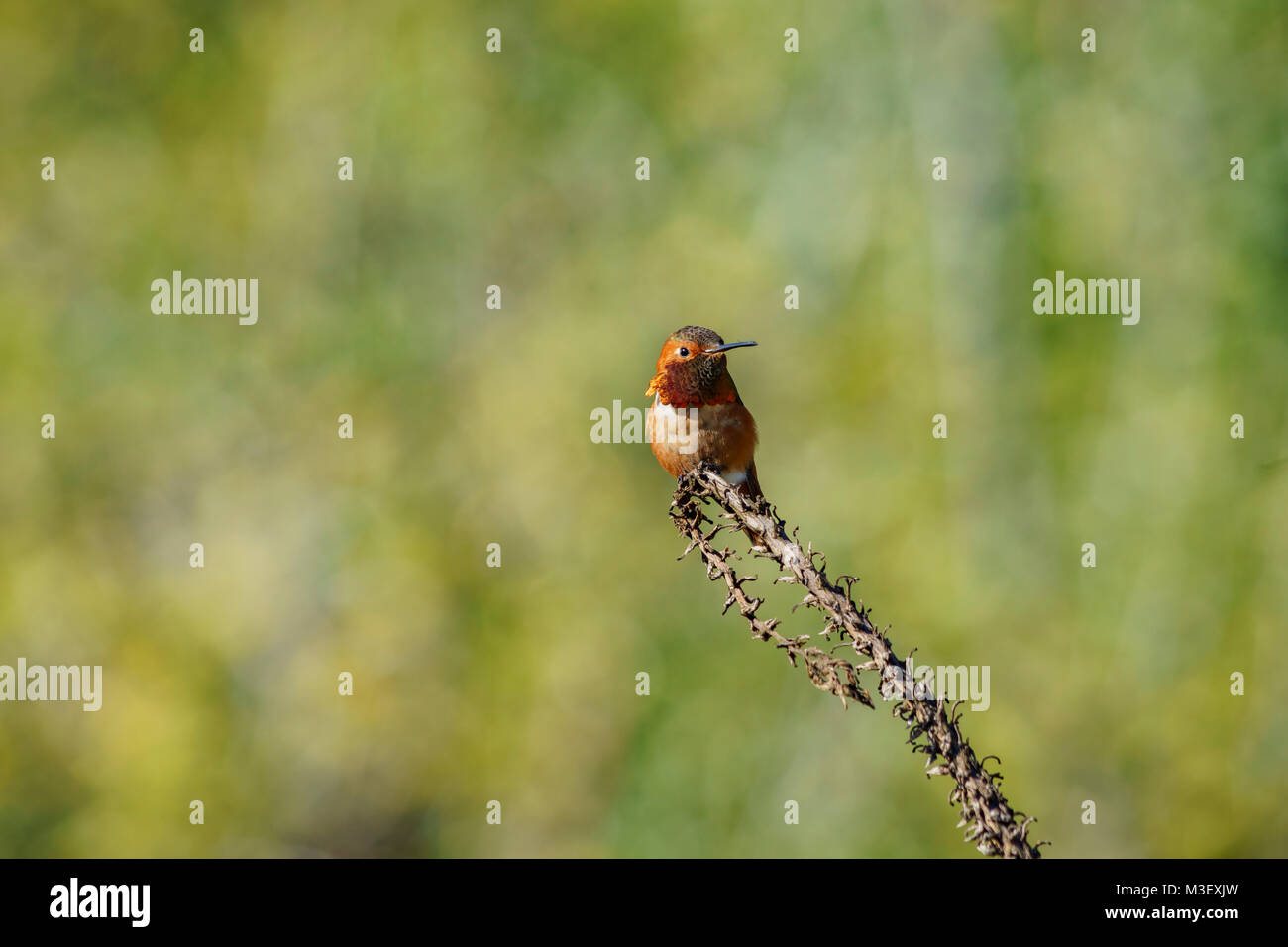 Humming bird sitting hi-res stock photography and images - Alamy