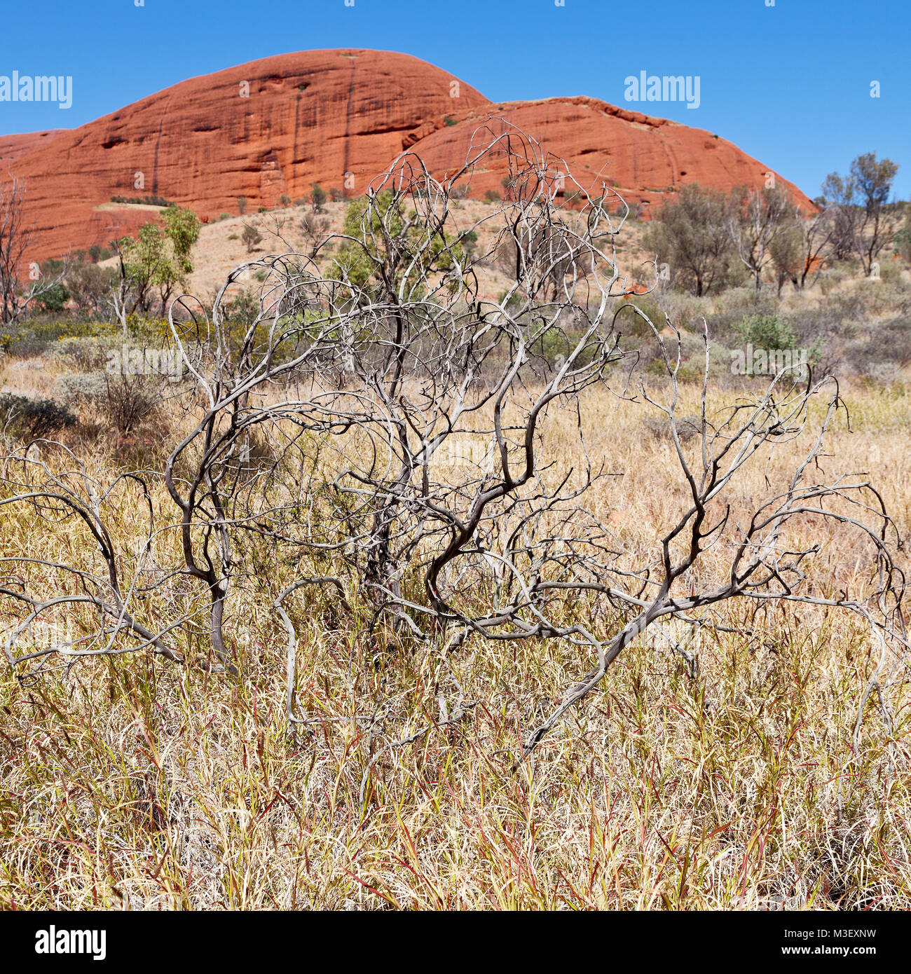 in australia the outback canyon and the dead tree near mountain in the ...