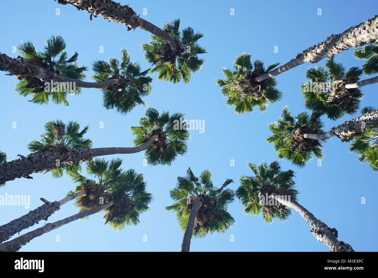 Looking up the palm tree with a beautiful blue sky, saw at Los Angeles ...
