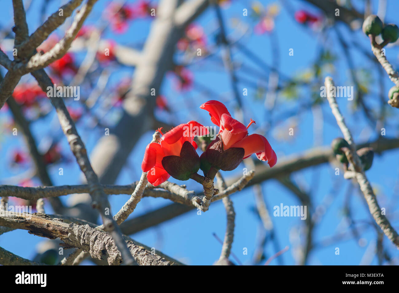 Bombax ceiba tree hi-res stock photography and images - Alamy