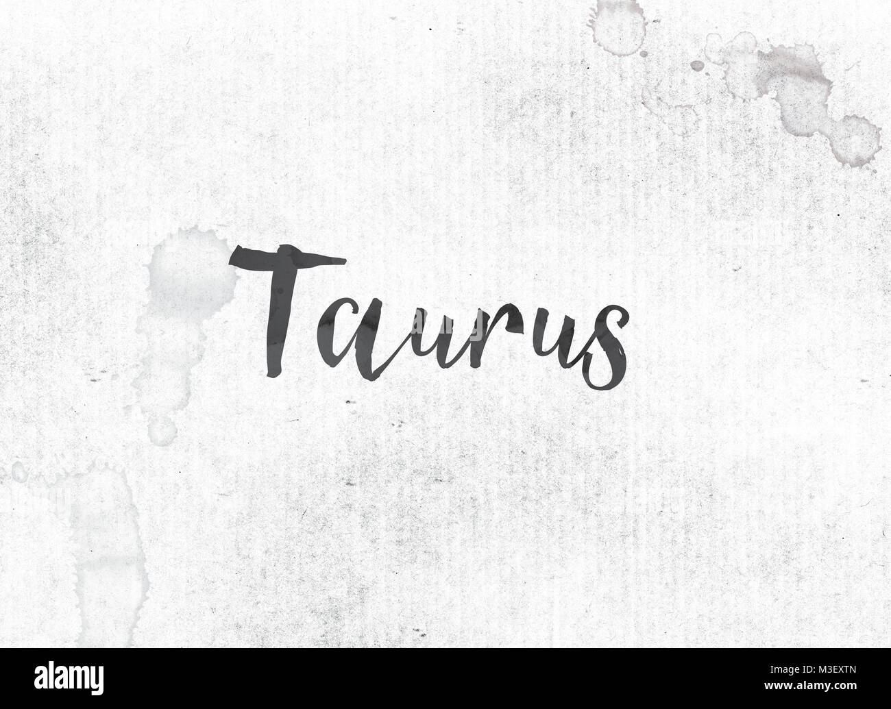 The word Taurus concept and theme painted in black ink on a watercolor ...