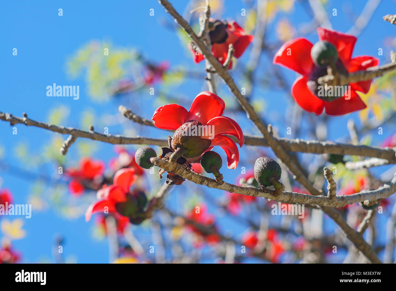 Bombax ceiba tree hi-res stock photography and images - Alamy