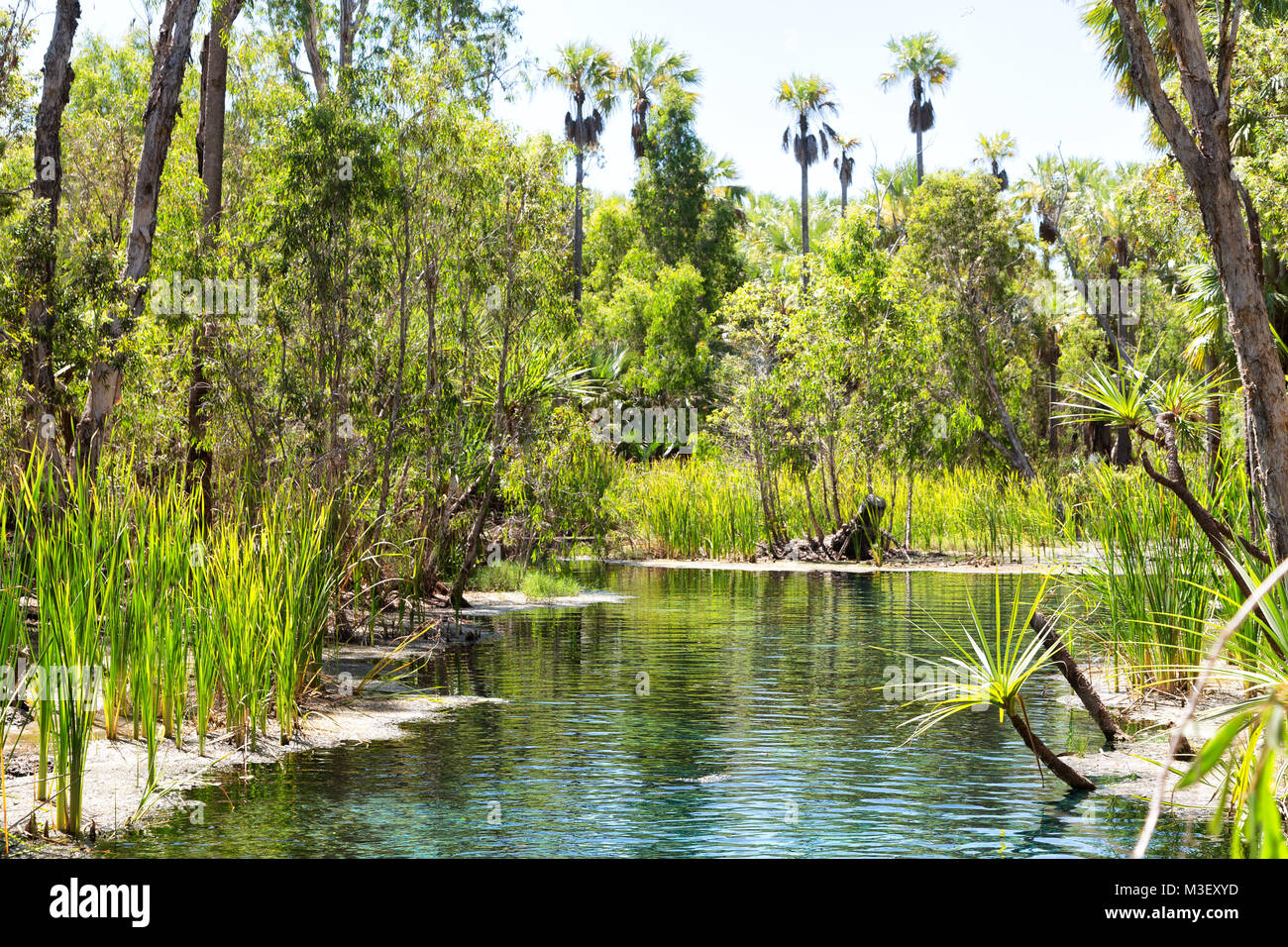 in australia mataranka river the palm and the lake in the nature Stock ...