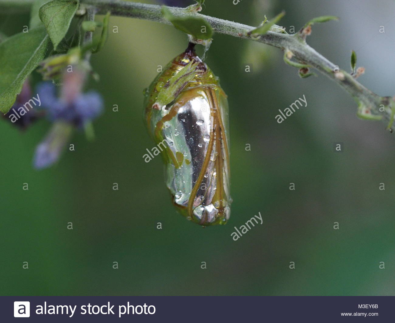 Chrysalis Butterfly Stock Photos & Chrysalis Butterfly Stock Images - Alamy