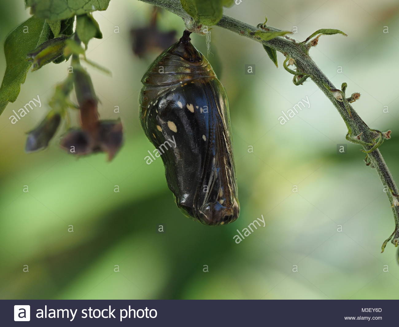 Chrysalis Butterfly Stock Photos & Chrysalis Butterfly Stock Images - Alamy