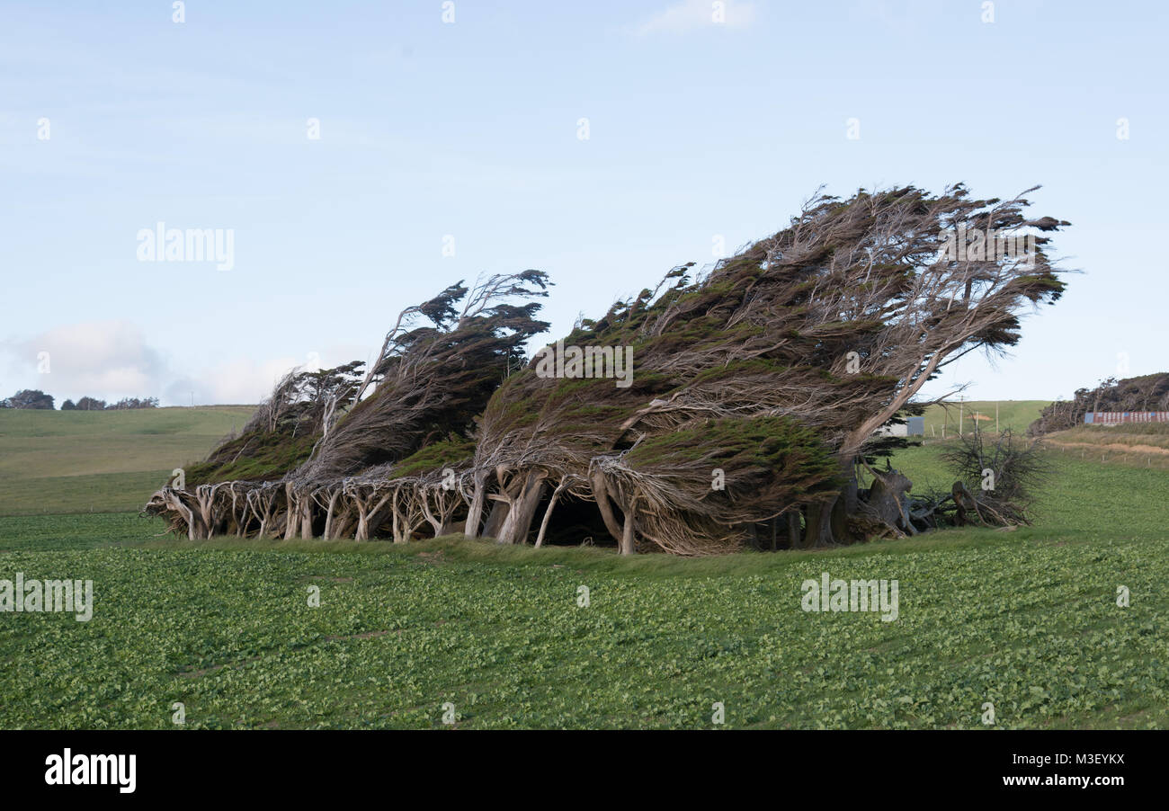Slope Point New Zealand Trees taken in 2015 Stock Photo - Alamy