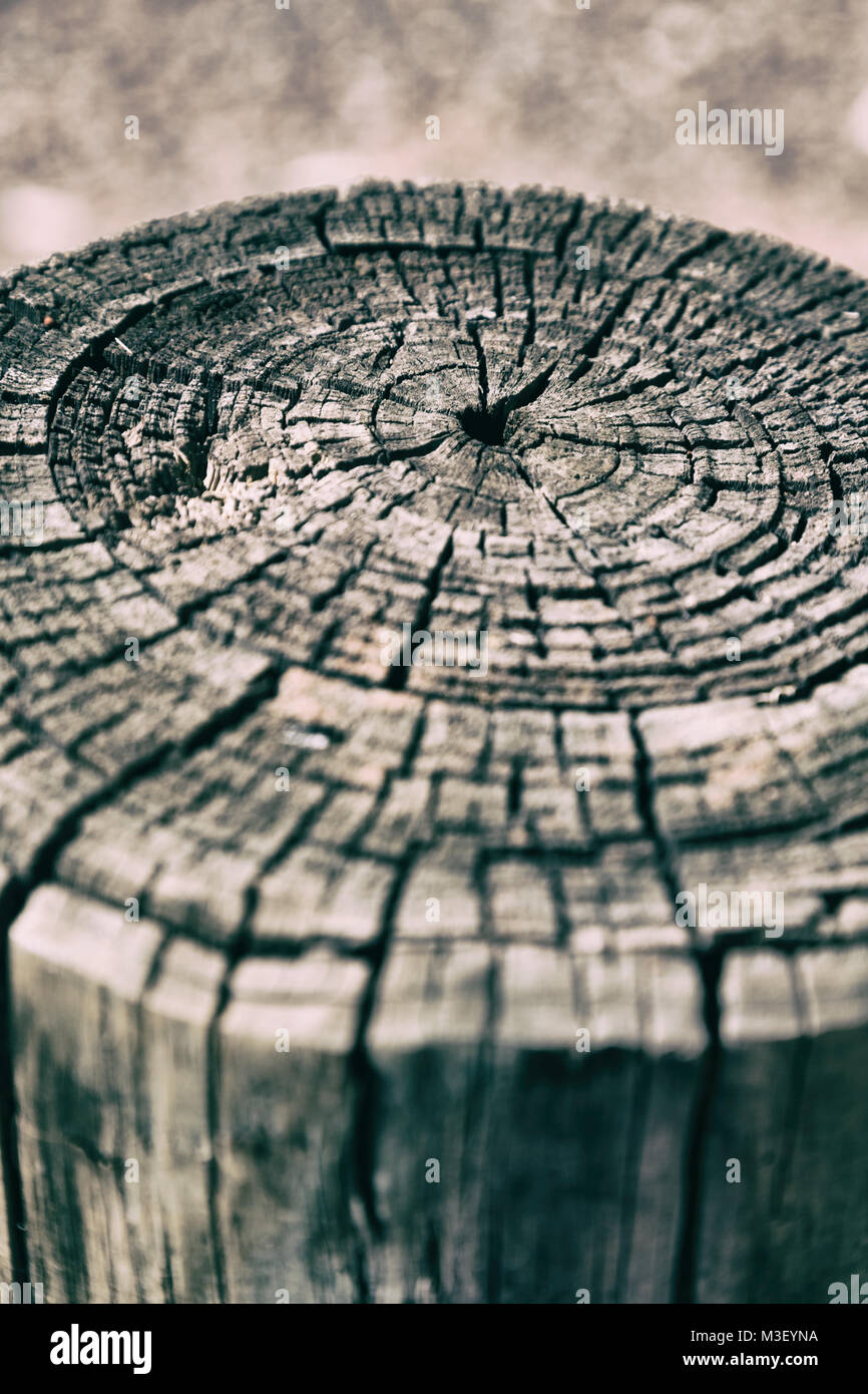 abstract texture of a surface tree like background grain Stock Photo ...