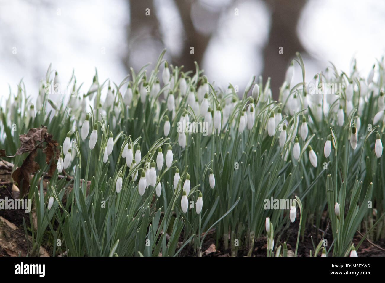 Close-up of beautiful Crocuses sprouting, the first sign of spring ...