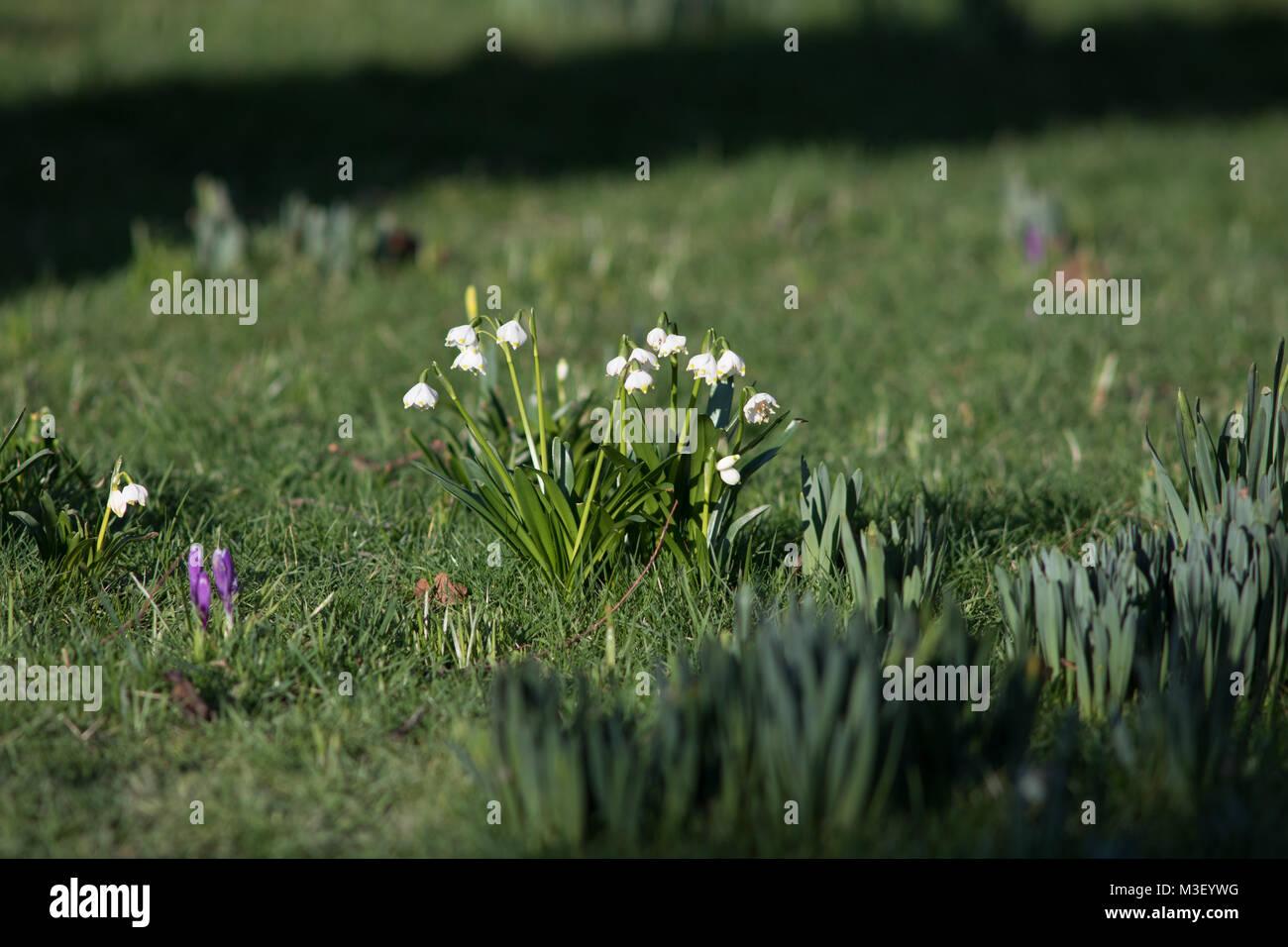 Close-up of beautiful Crocuses sprouting, the first sign of spring ...
