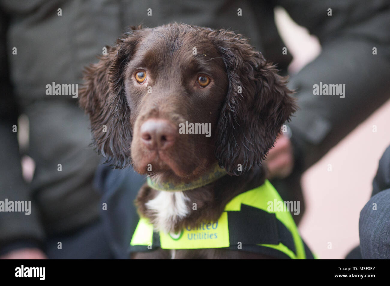 Snipe the dog in Warrington where it is training to detect underground ...
