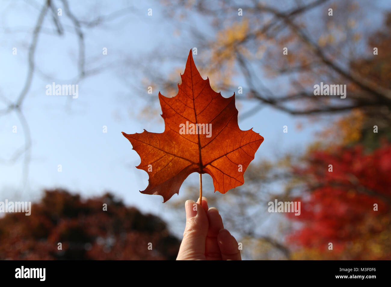 Hand against the sun hi-res stock photography and images - Alamy
