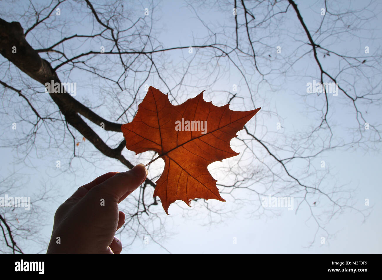 Hand against the sun hi-res stock photography and images - Alamy