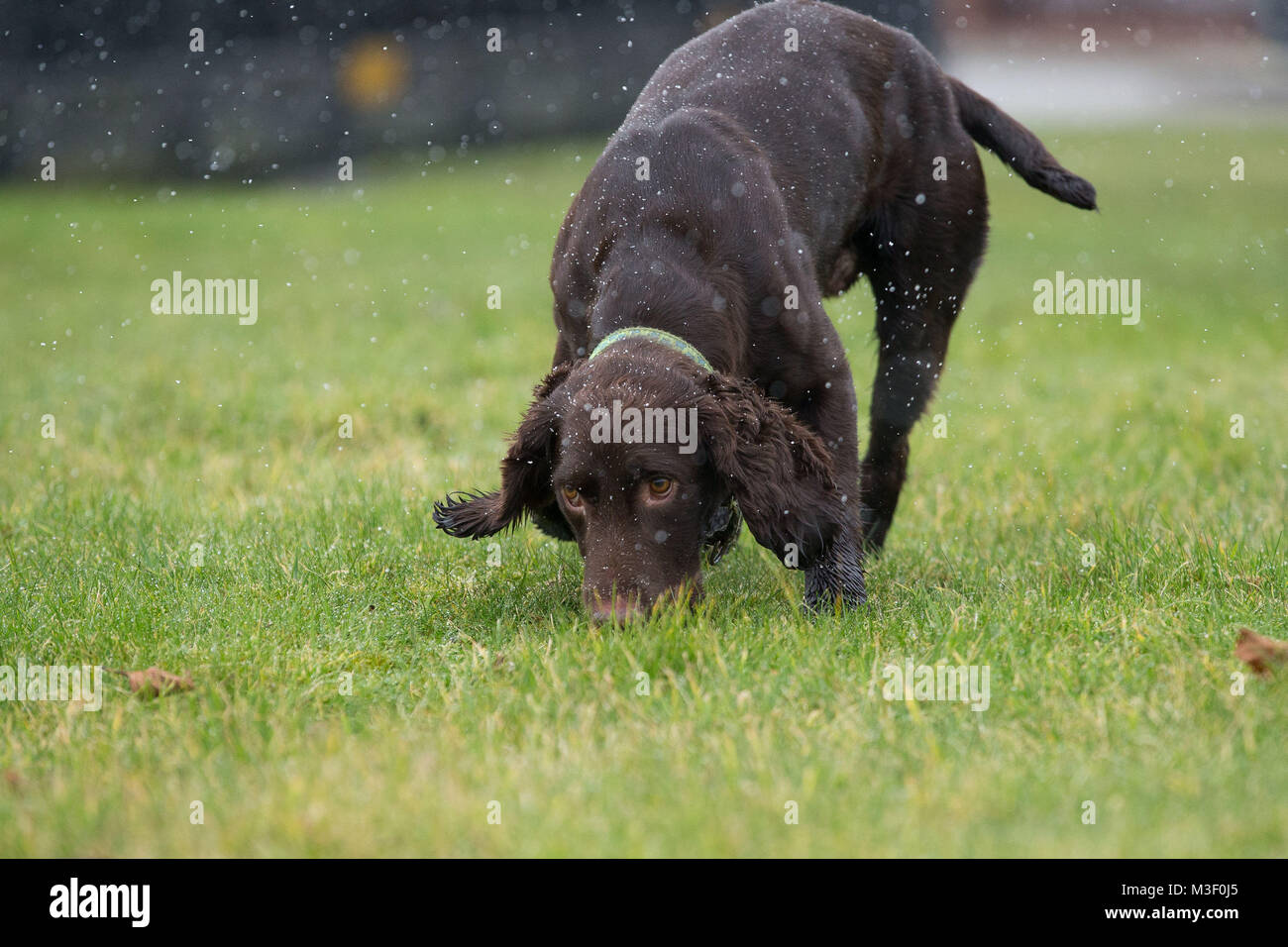 Snipe the dog, sniffs different areas of grass to detect water, in ...