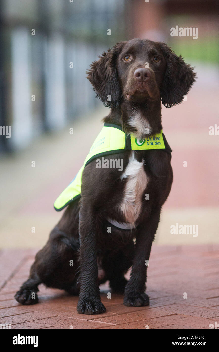 Snipe the dog in Warrington where it is training to detect underground ...