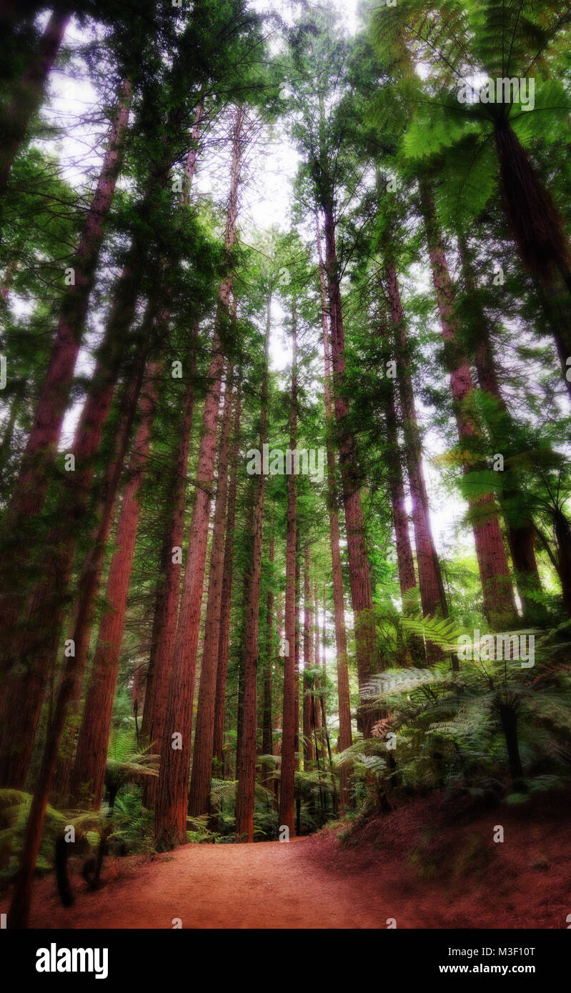 The Redwoods Whakarewarewa Forest Rotorua New Zealand taken in 2015 ...