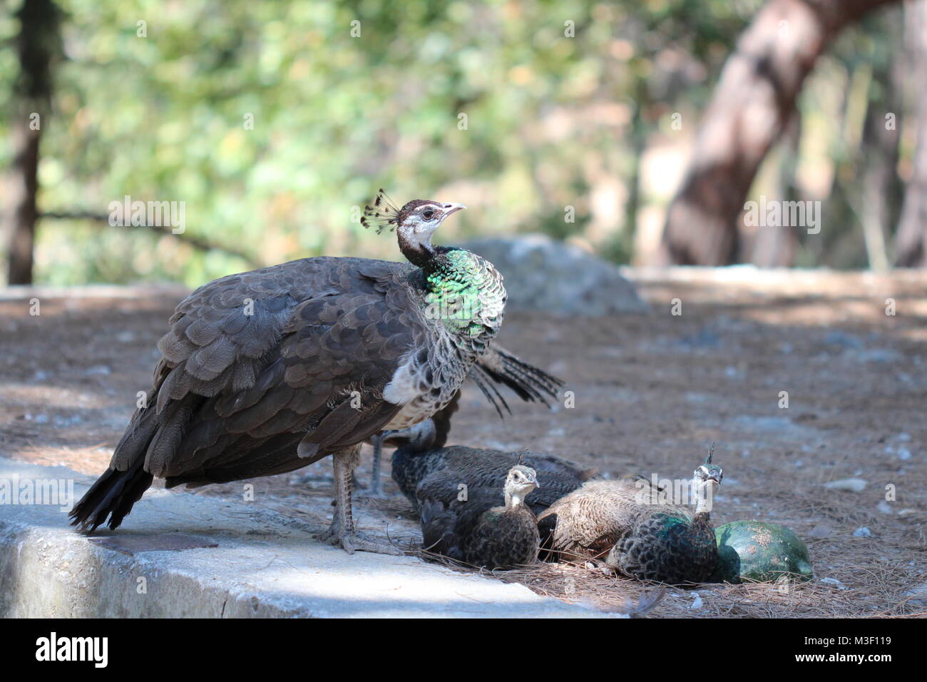 Peacock and little peacocks Stock Photo - Alamy