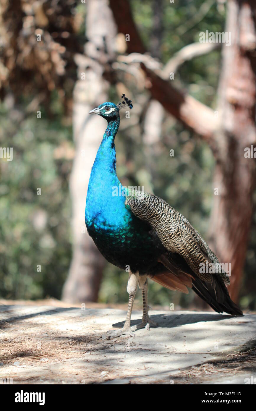 Pet peafowl hi-res stock photography and images - Alamy