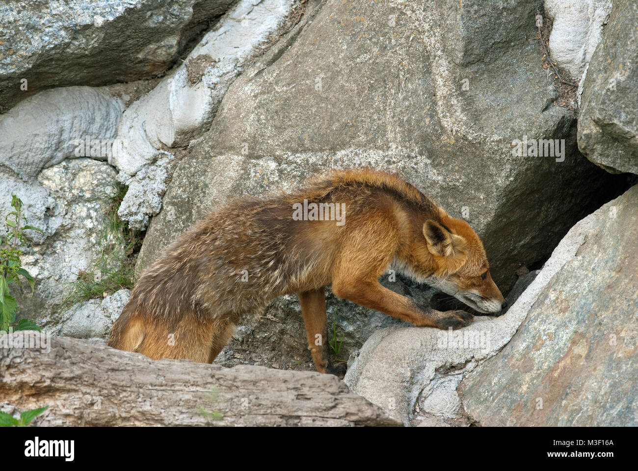 Red fox (Vulpes vulpes), Skansen Zoo, Stockholm, Sweden Stock Photo - Alamy