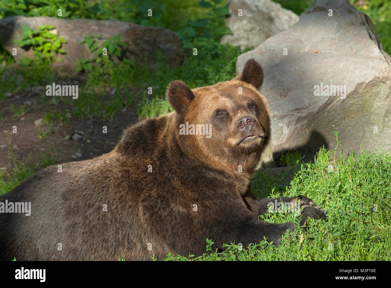 Brown bear (Ursus arctos), Skansen Zoo, Stockholm, Sweden Stock Photo ...