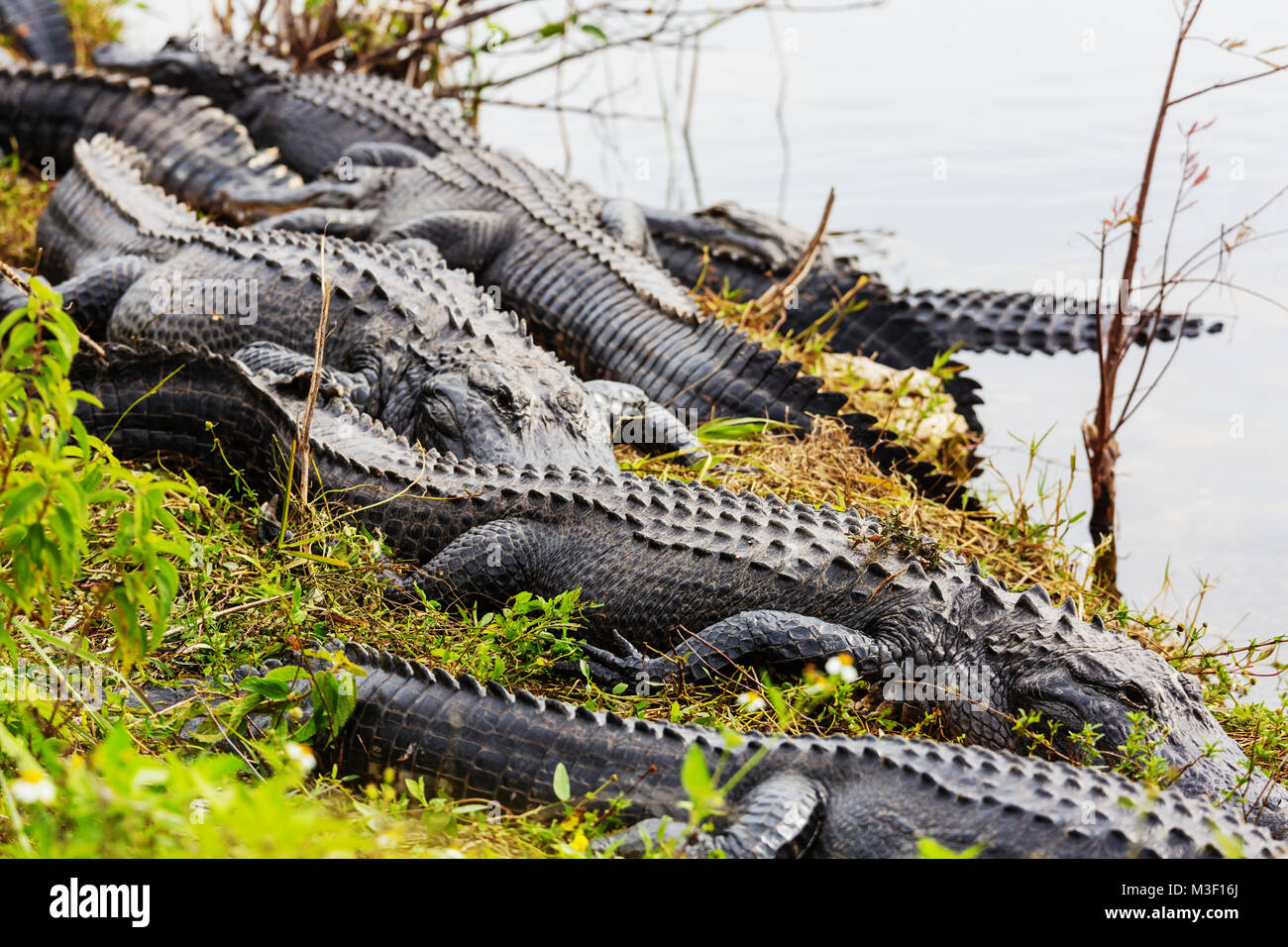 Alligator in Florida Stock Photo - Alamy