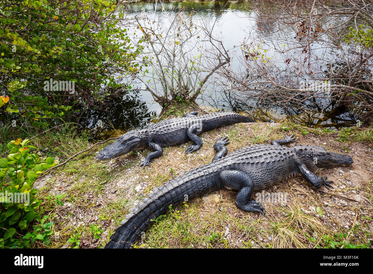 Alligator in Florida Stock Photo - Alamy